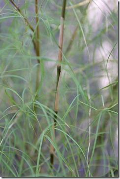 Bamboo muhly
